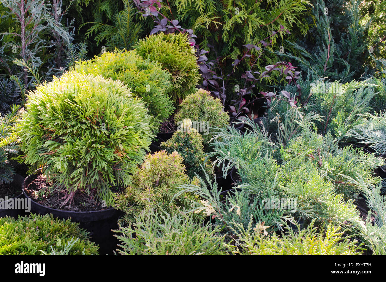 Coniferous trees for landscape design. Christmas tree market Stock ...