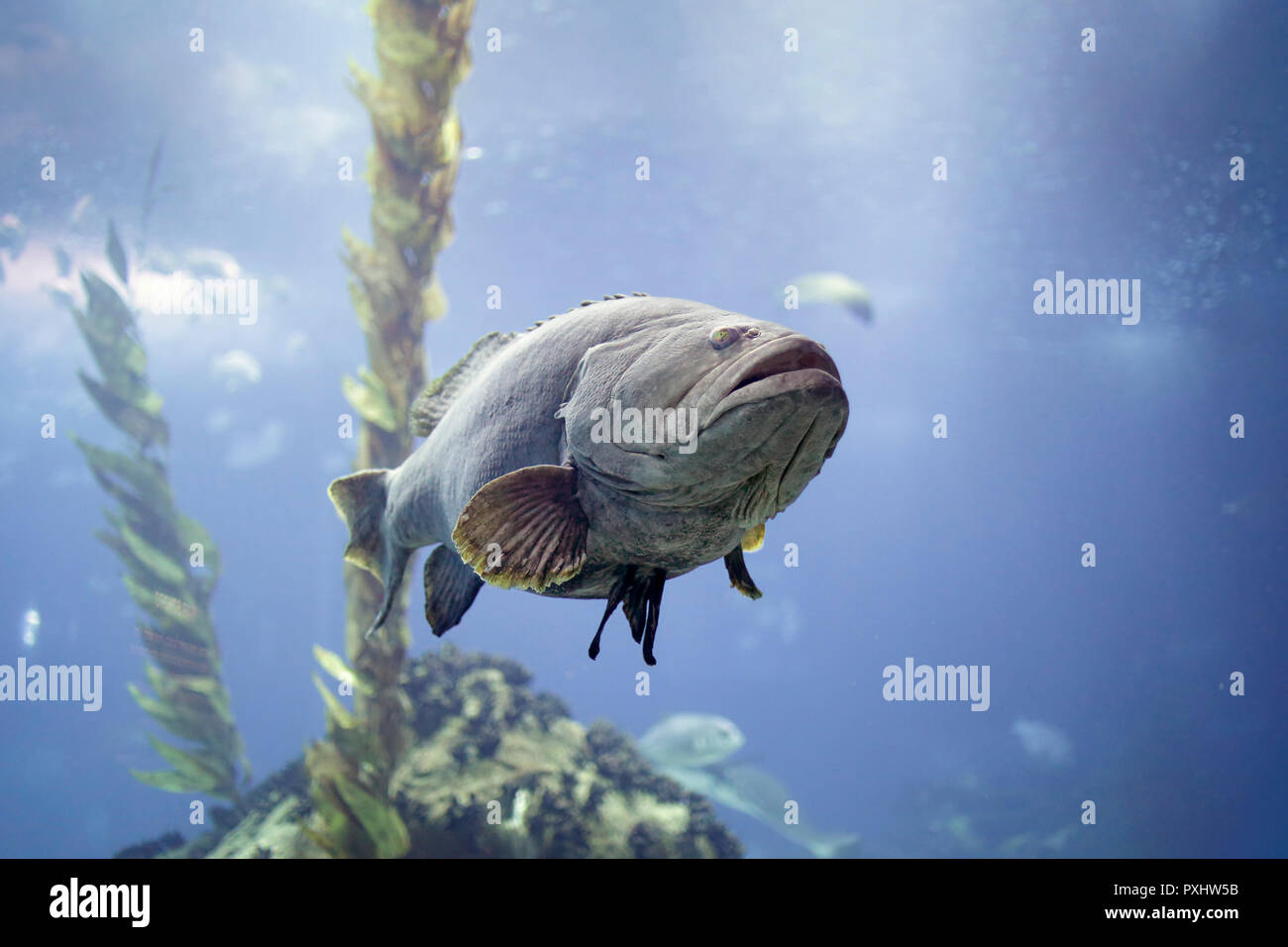 Big white grouper aquarium hi-res stock photography and images - Alamy