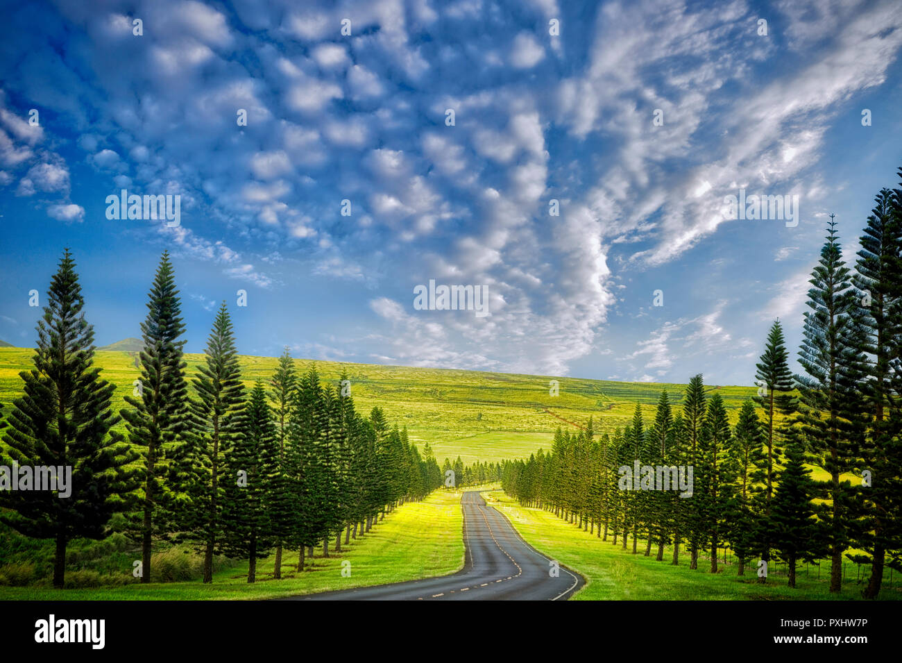 Pine lined road hi-res stock photography and images - Alamy