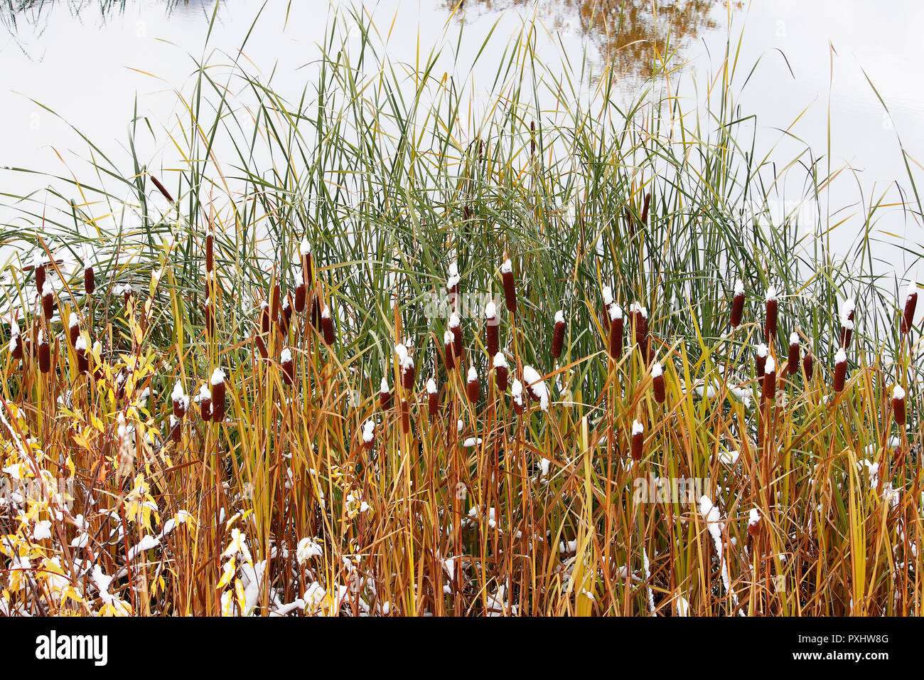 Cattail hearts hi-res stock photography and images - Alamy