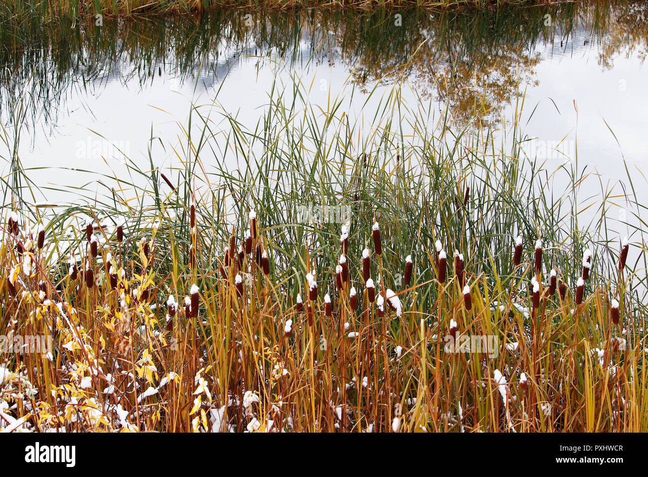Cattail hearts hi-res stock photography and images - Alamy