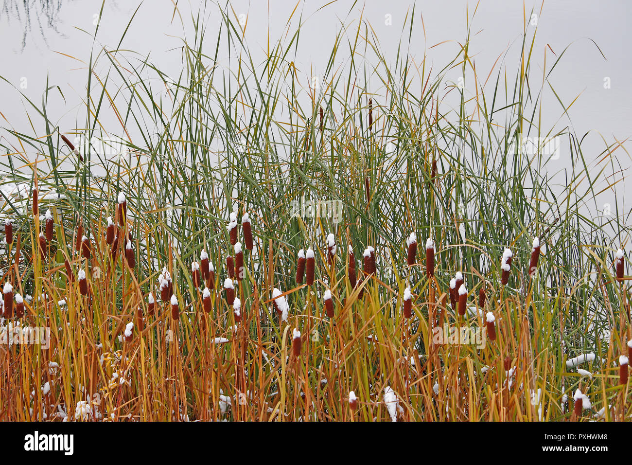Cattails roots hi-res stock photography and images - Alamy