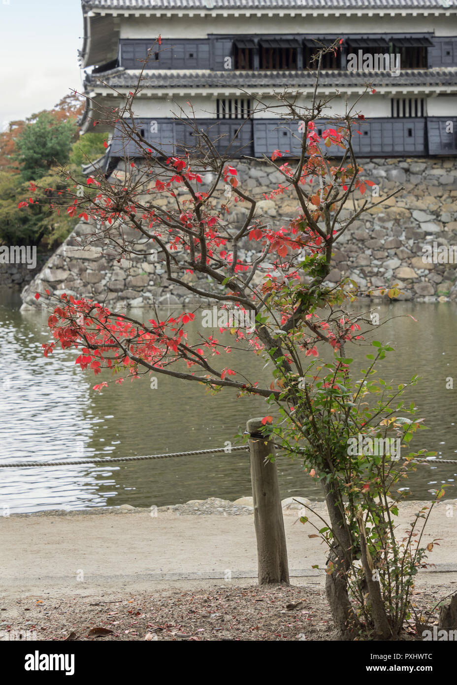 Small red leafed tree with moat and Matsumoto Castle, Nagano, Japan ...