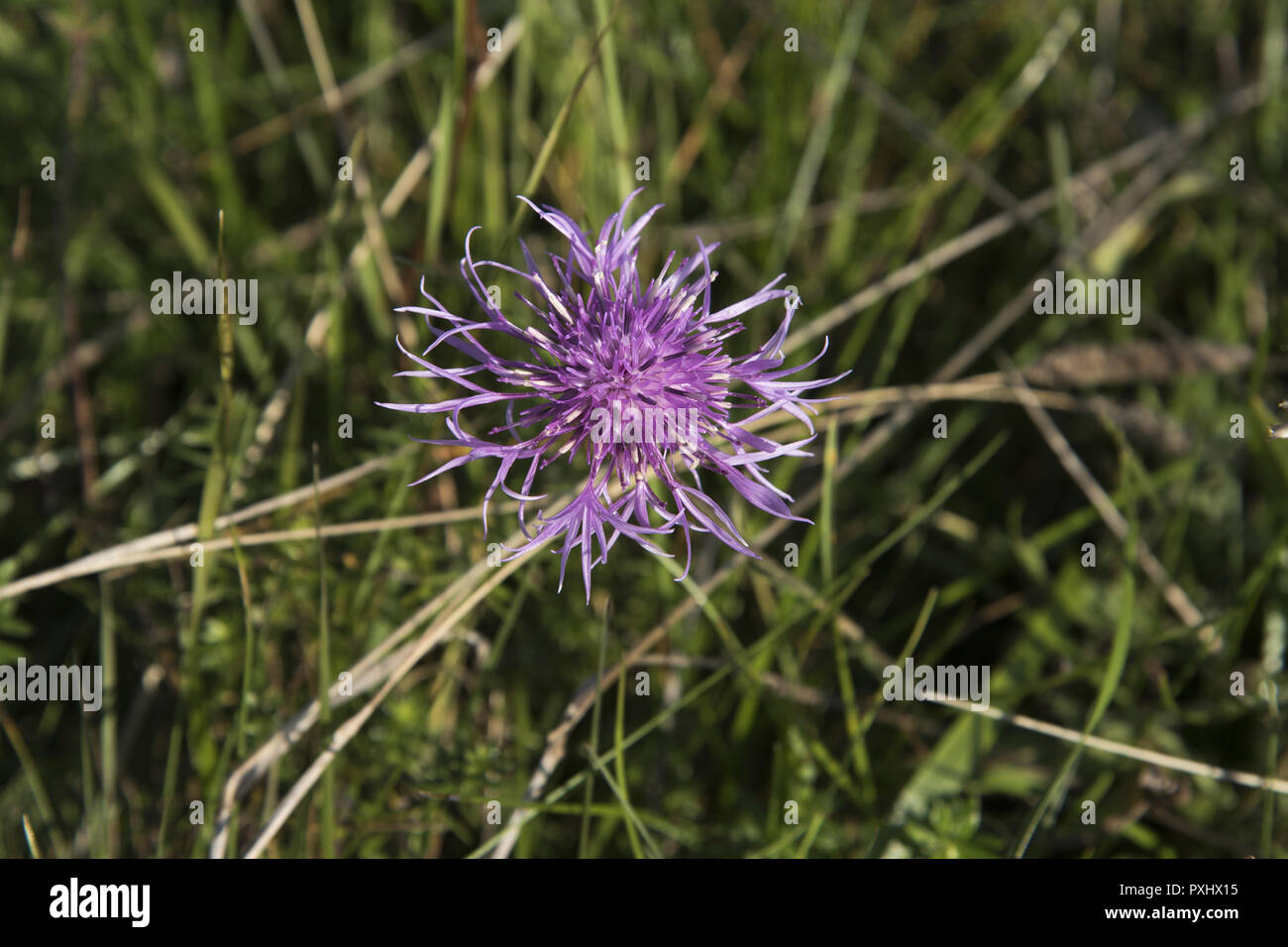 Greater knapweed flowering at Mönchgut peninsula in Southeast Rügen ...