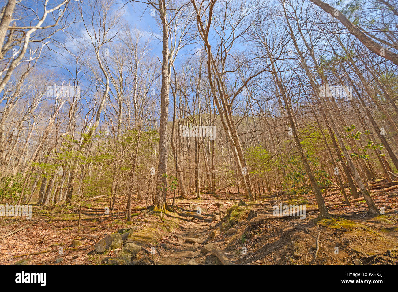 Blue spring trail hi-res stock photography and images - Alamy