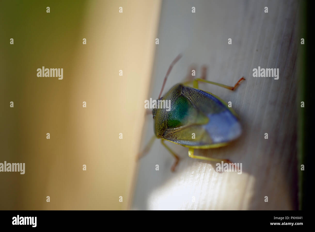 Macro of a green bug heteroptera hidden in the shadow. Shallow DOF ...
