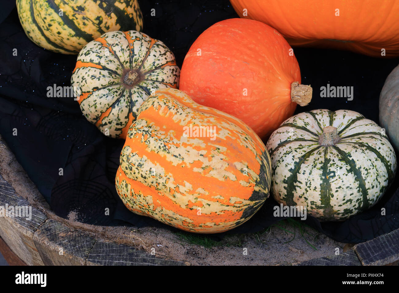 Small pumkins hi-res stock photography and images - Alamy
