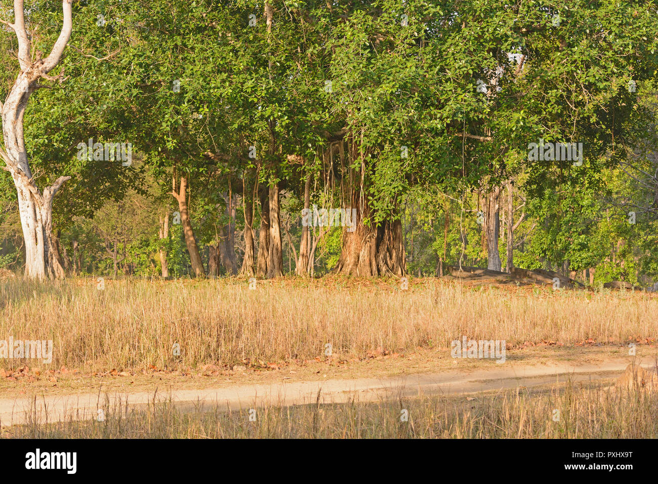 Banyan Tree Trunk Details in Kanha National Park in India Stock Photo ...