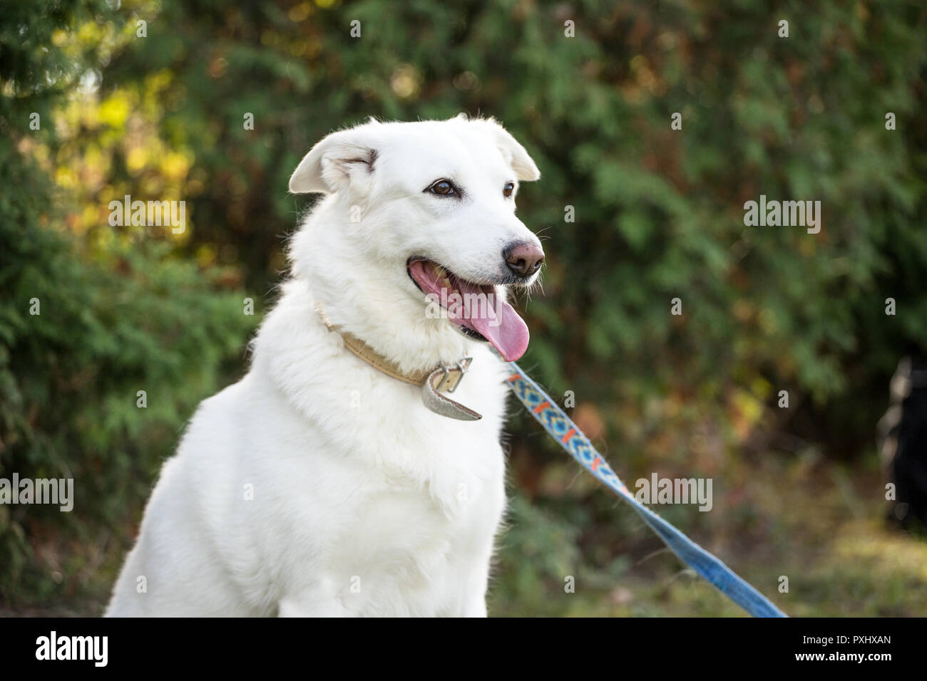 happy white dog Stock Photo - Alamy