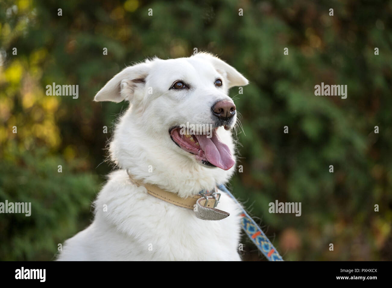 happy white dog Stock Photo - Alamy