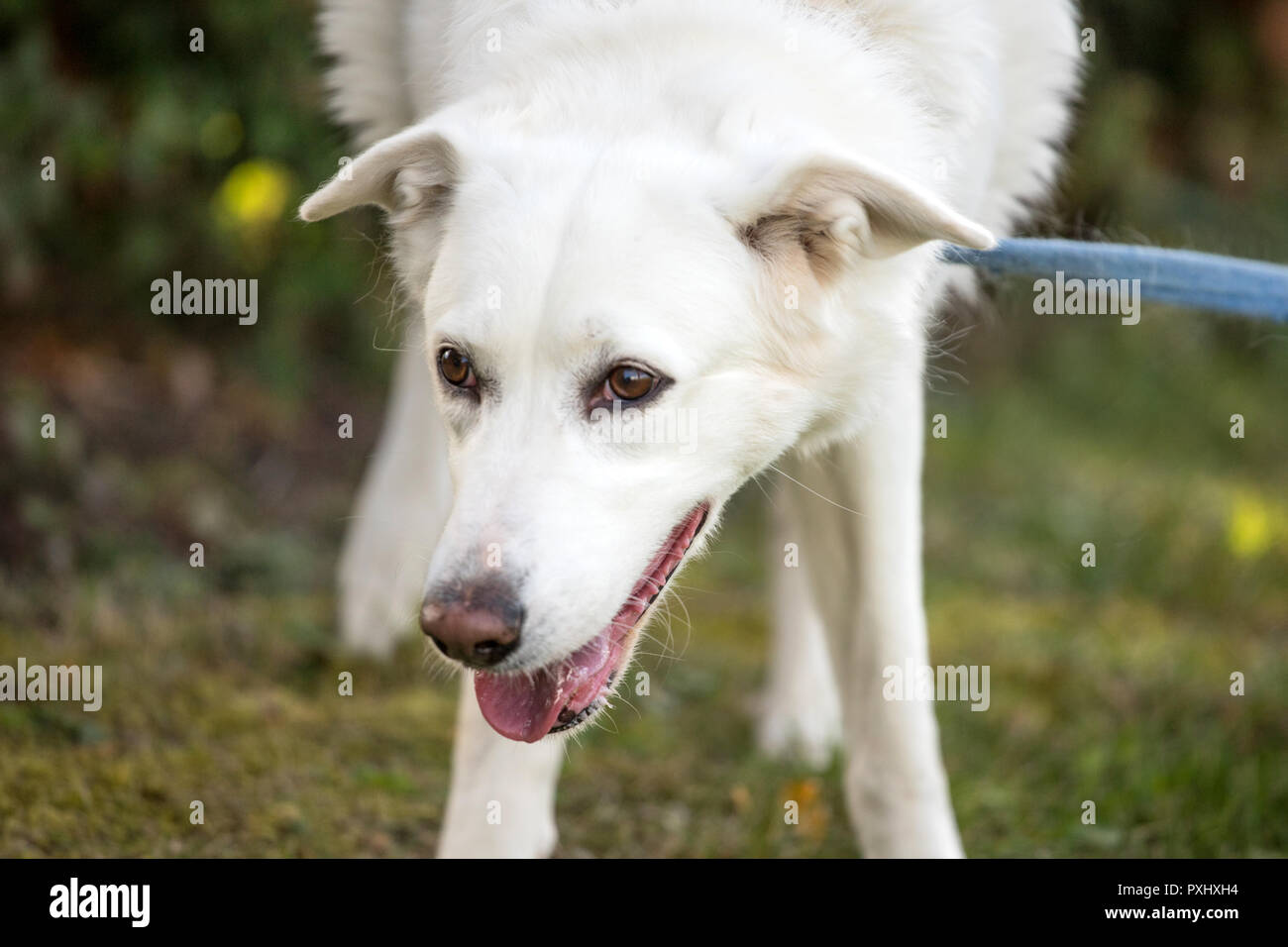 happy white dog Stock Photo - Alamy