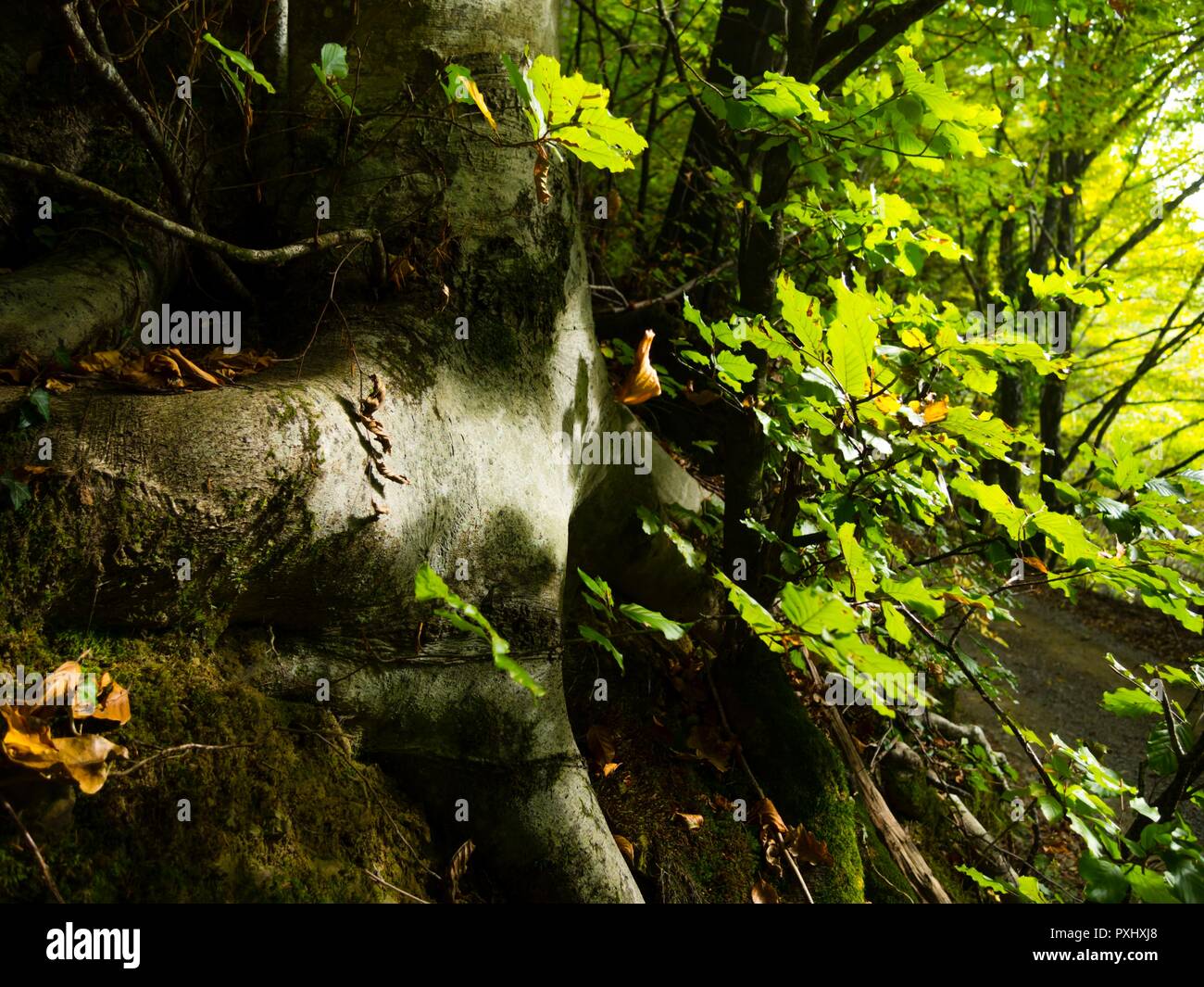 Protruding branches hi-res stock photography and images - Alamy