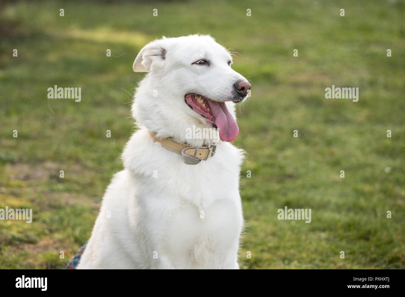 happy white dog Stock Photo - Alamy