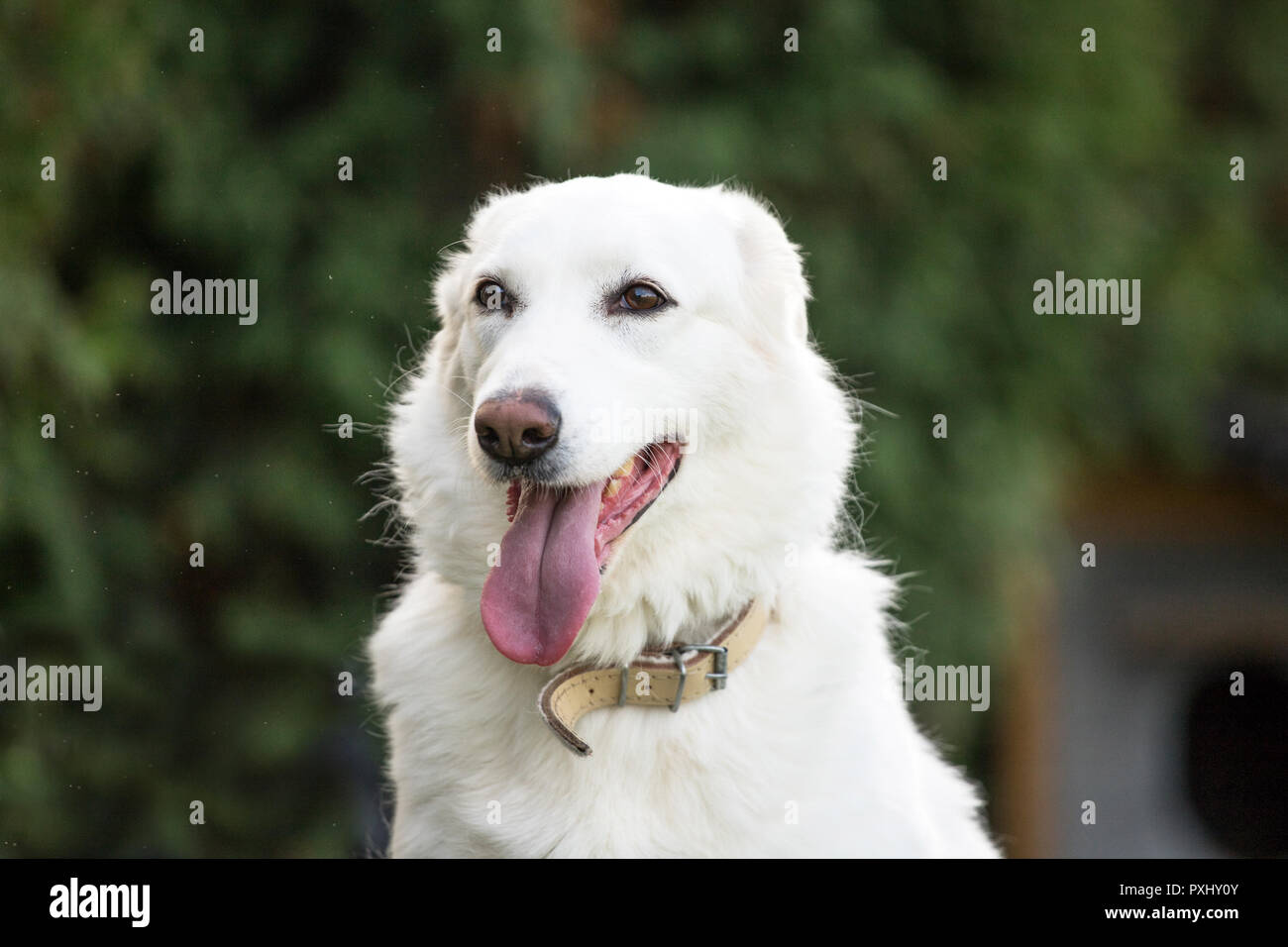 happy white dog Stock Photo - Alamy