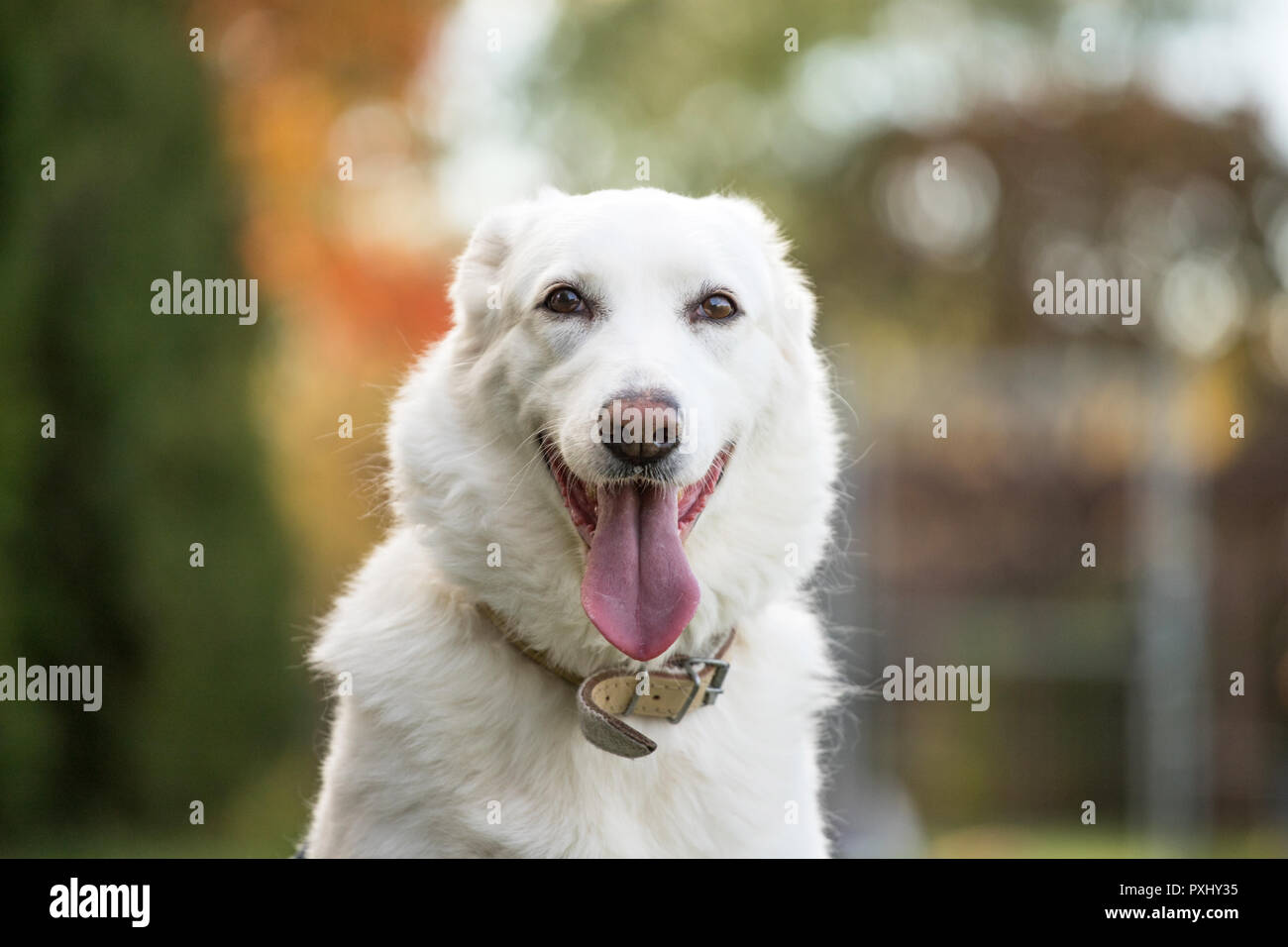 happy white dog Stock Photo - Alamy