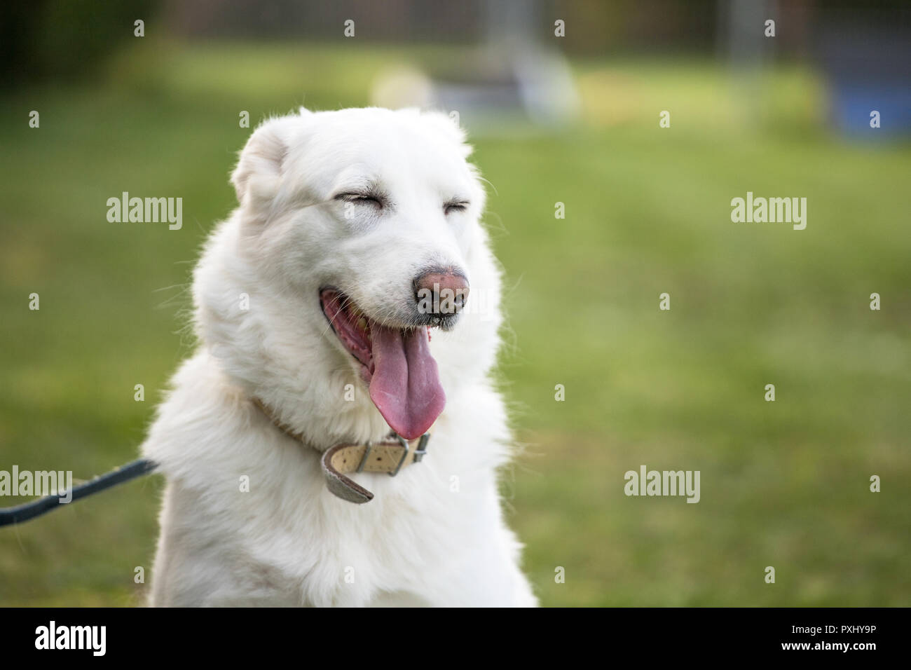 happy white dog Stock Photo - Alamy
