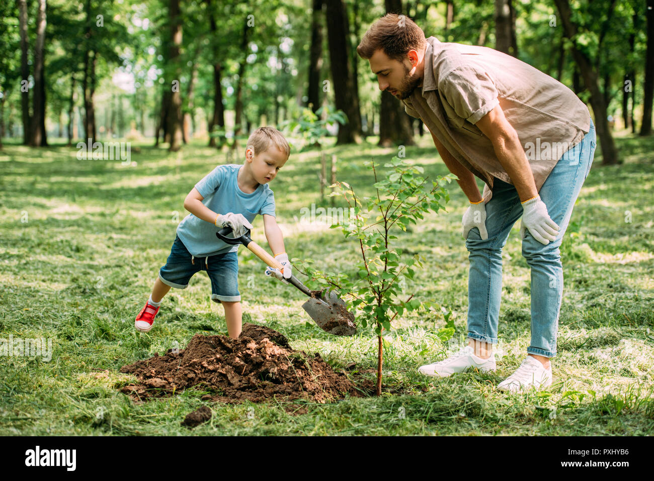 father looking how son planting tree at park Stock Photo - Alamy