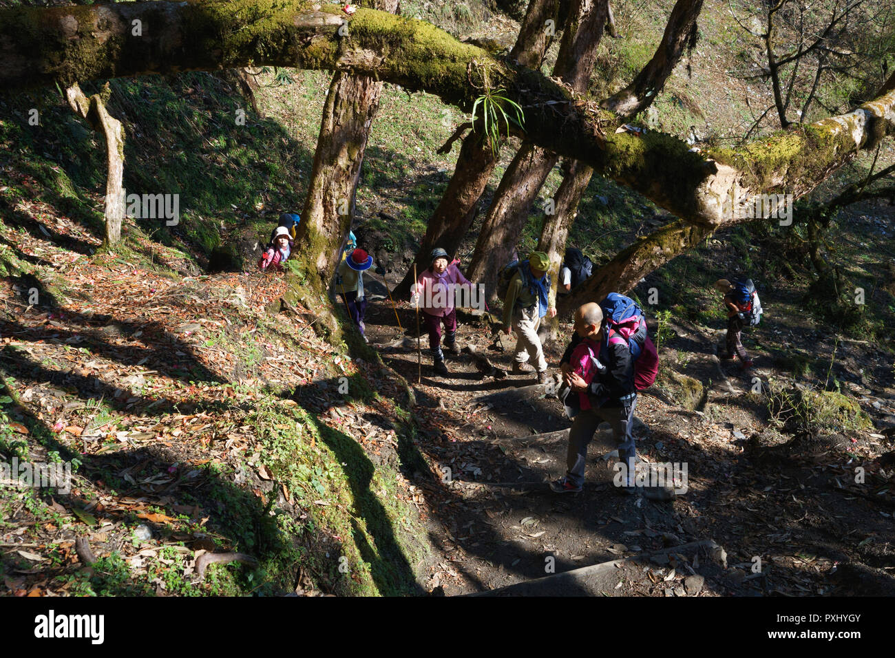 Group of trekkers climbing steps on a forest trail between Tadapani and ...