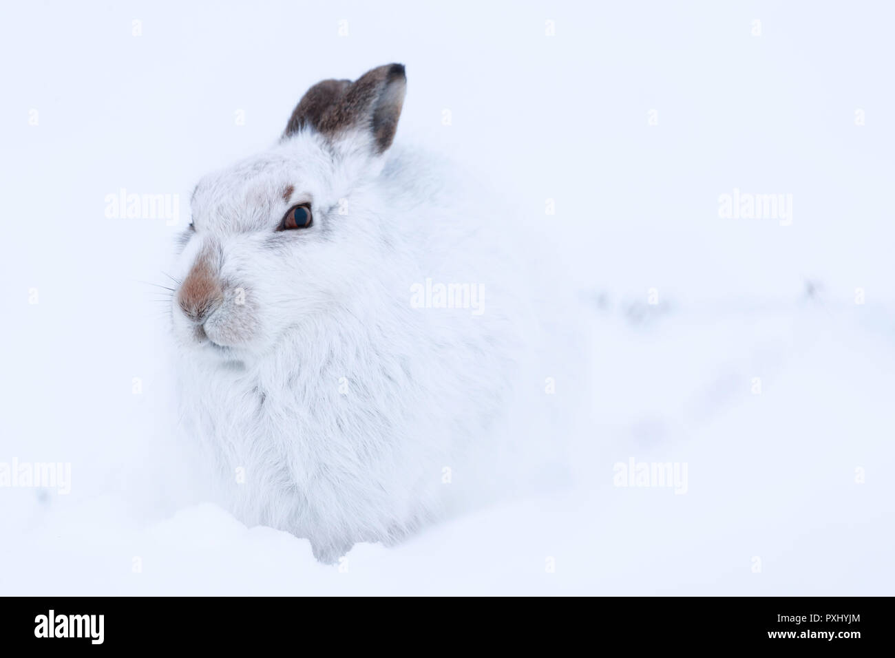 White mountain hare scotland hi-res stock photography and images - Alamy