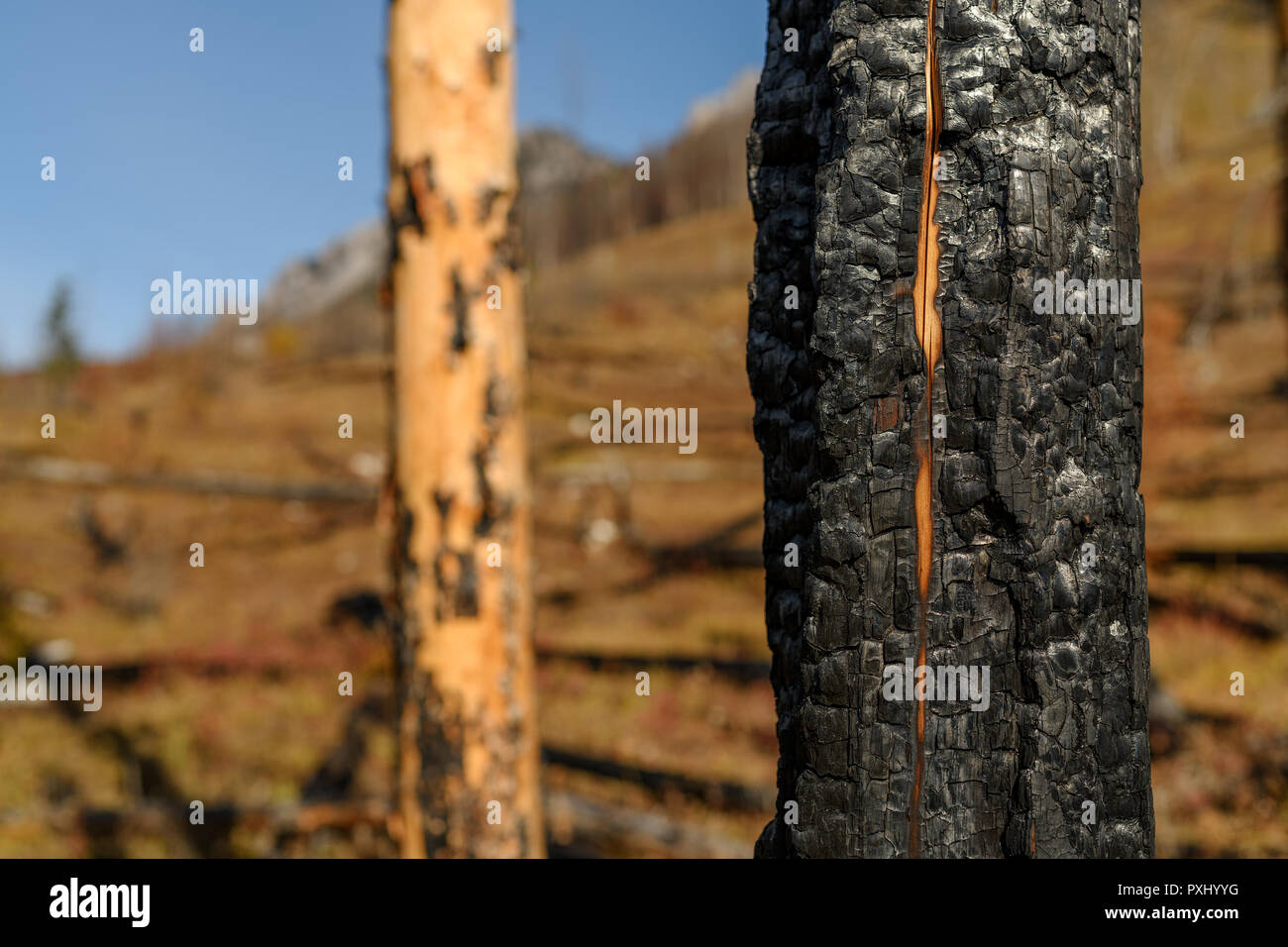 Charred tree trunks and remains after a devastating wildfire Stock ...