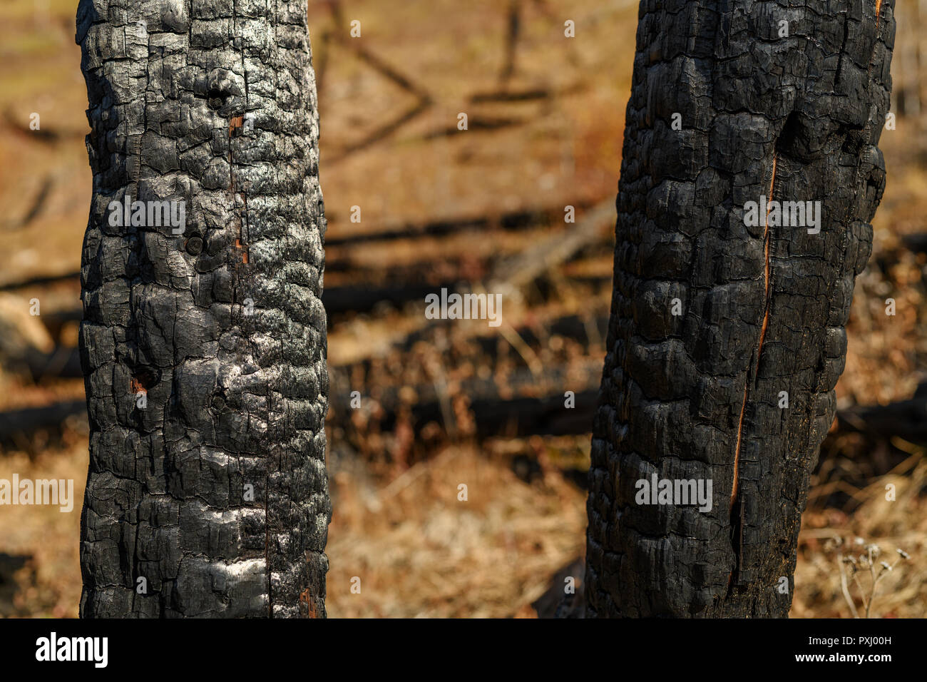 Charred tree trunks and remains after a devastating wildfire Stock ...