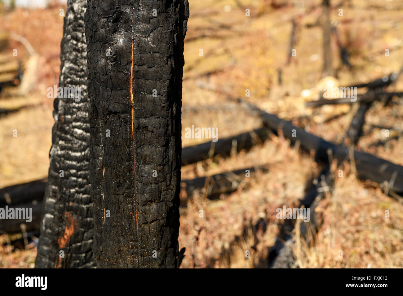 Charred tree trunks and remains after a devastating wildfire Stock ...