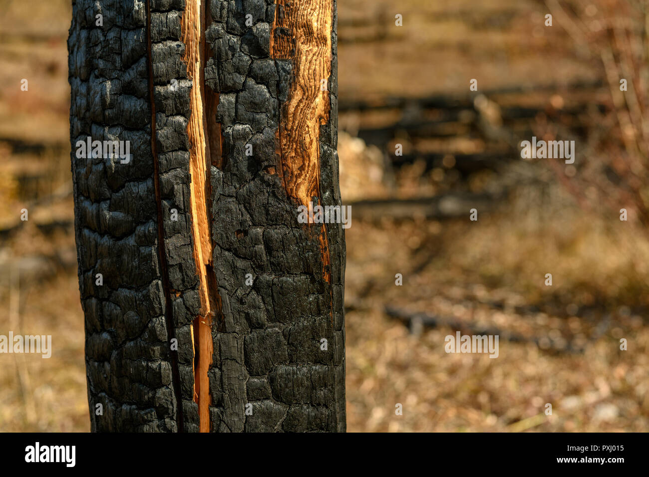 Charred tree trunks and remains after a devastating wildfire Stock ...
