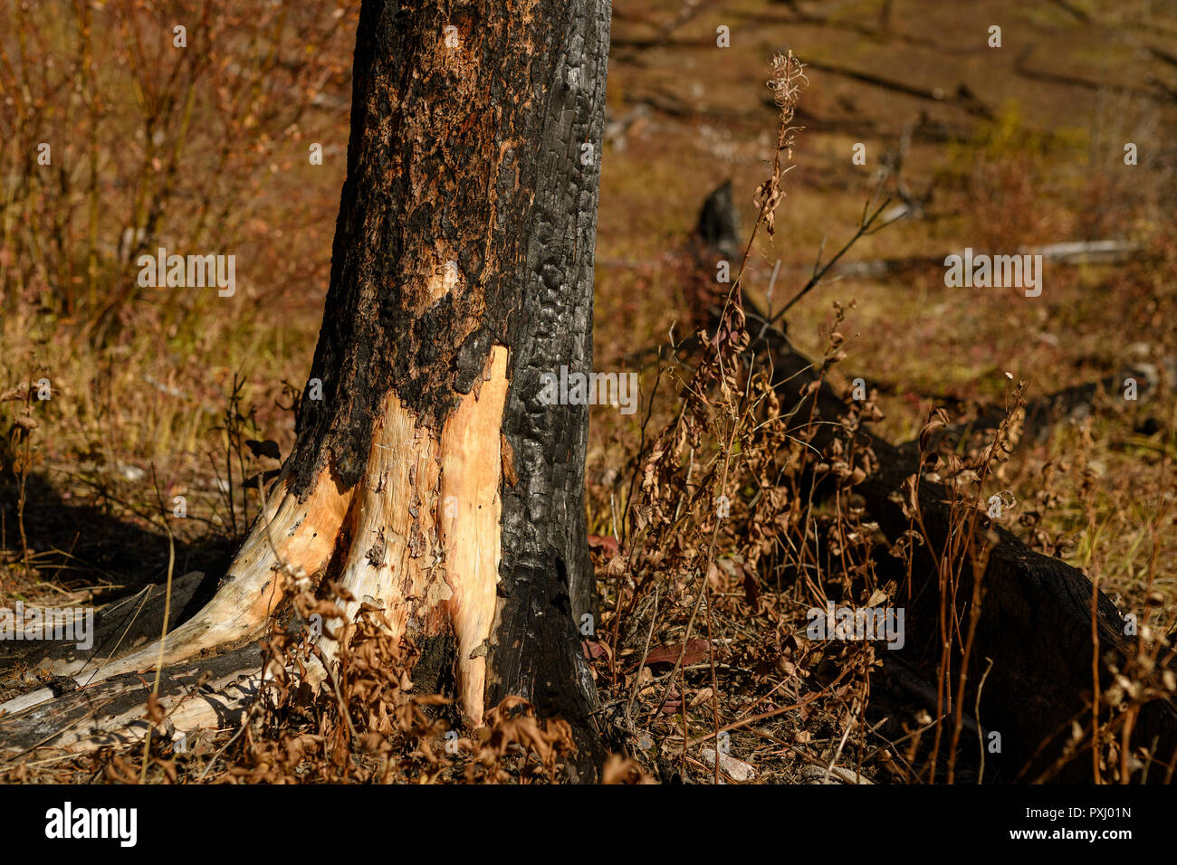 Charred tree trunks and remains after a devastating wildfire Stock ...