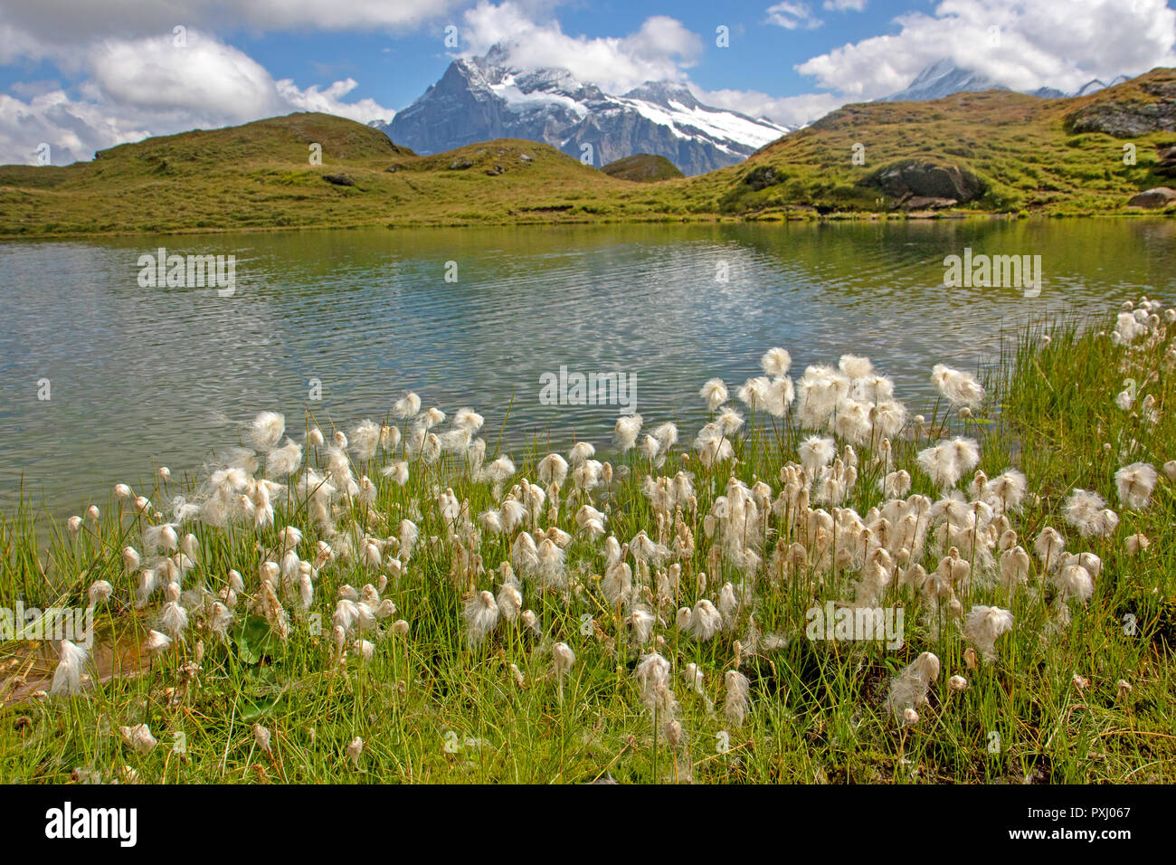 Bachalpsee alpine tarn above Grindelwald Stock Photo - Alamy
