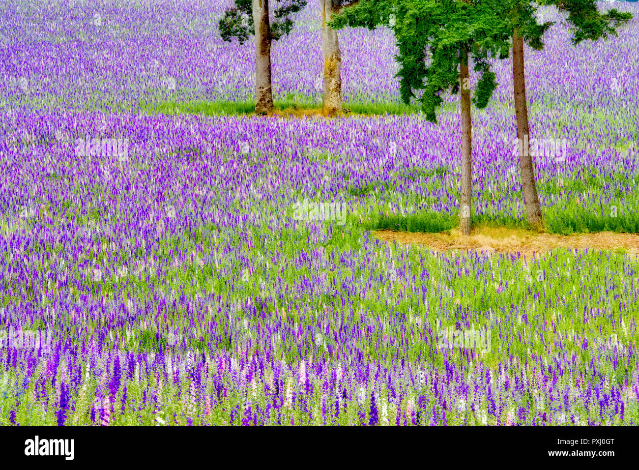 Mixed larkspur flower field. Near Silver Falls State Park, Oregon Stock ...