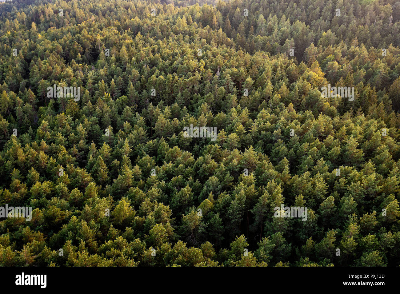 Beautiful panoramic photo over the tops of pine forest. Aerial view ...