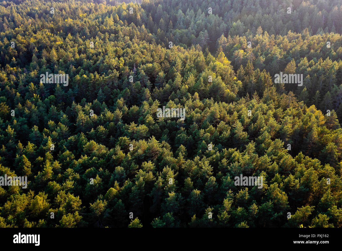 Beautiful panoramic photo over the tops of pine forest. Aerial view ...