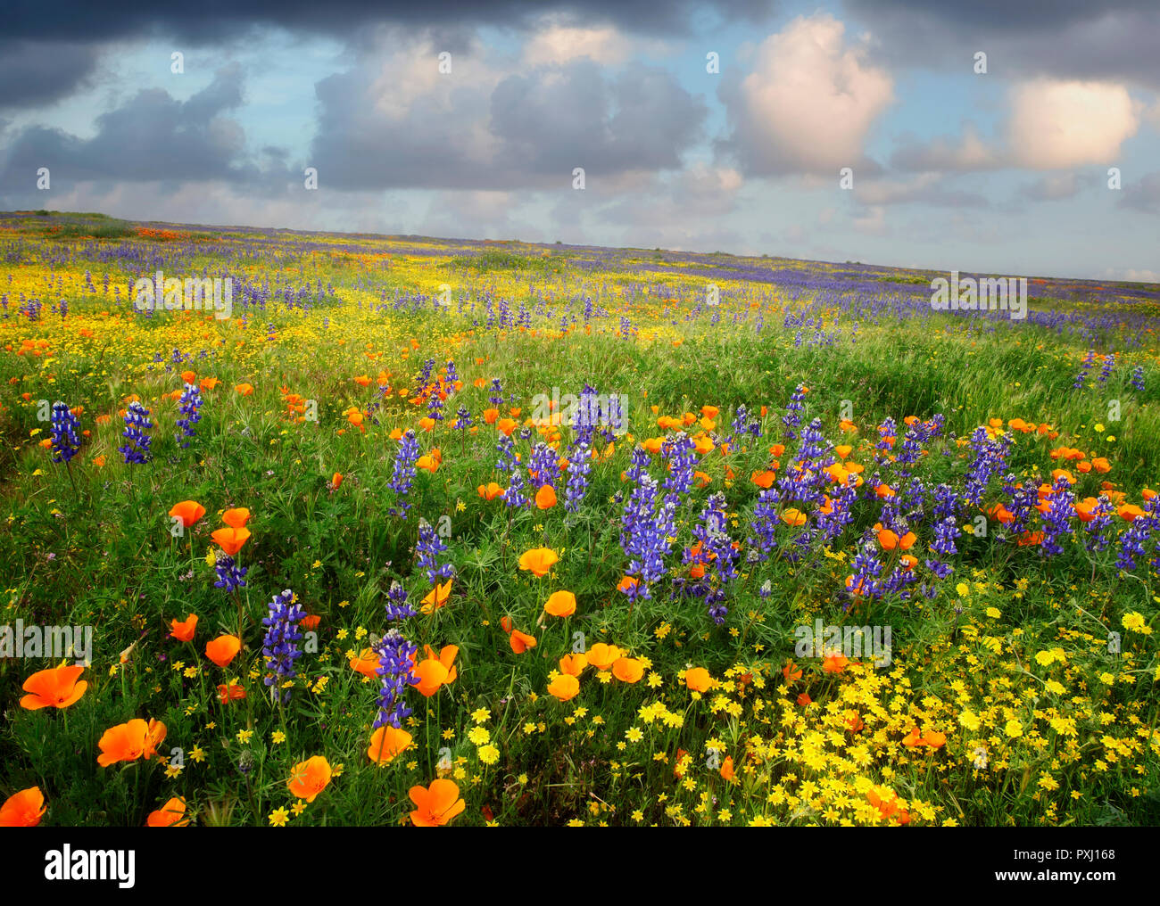 Mostly of landscapes hi-res stock photography and images - Alamy