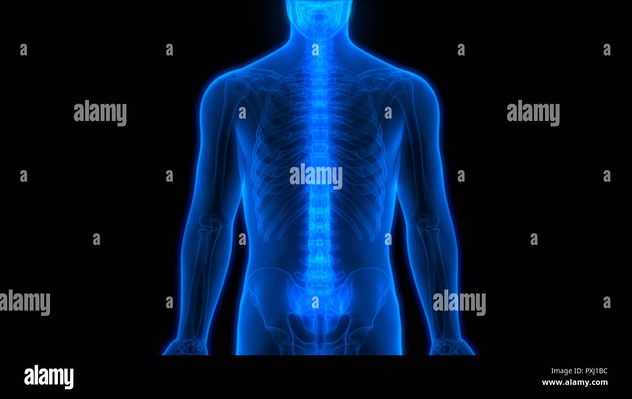Human Skeleton System Vertebral Column Anatomy Stock Photo - Alamy