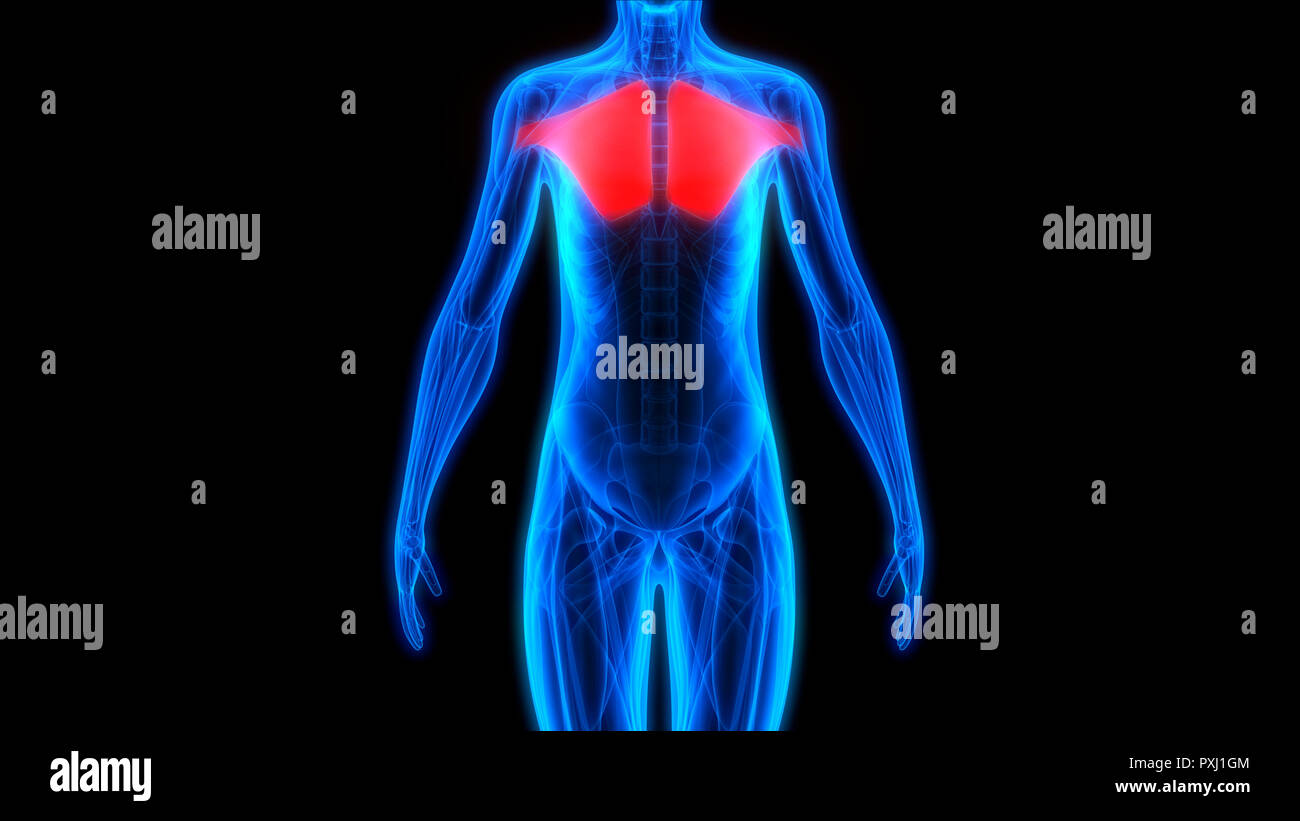 Human Body Muscles Anatomy Stock Photo - Alamy