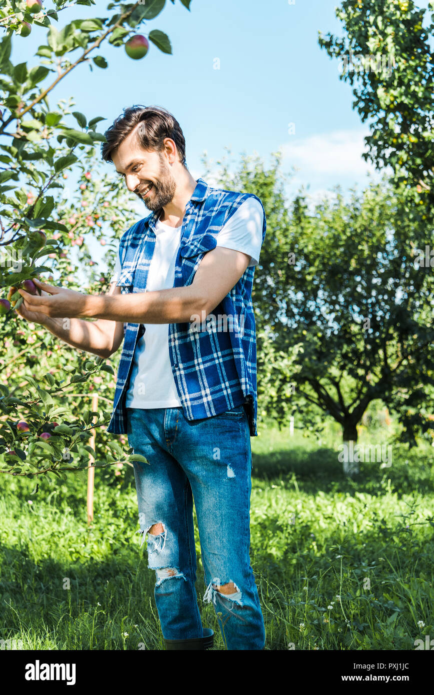 Checking fruit ripe hi-res stock photography and images - Alamy