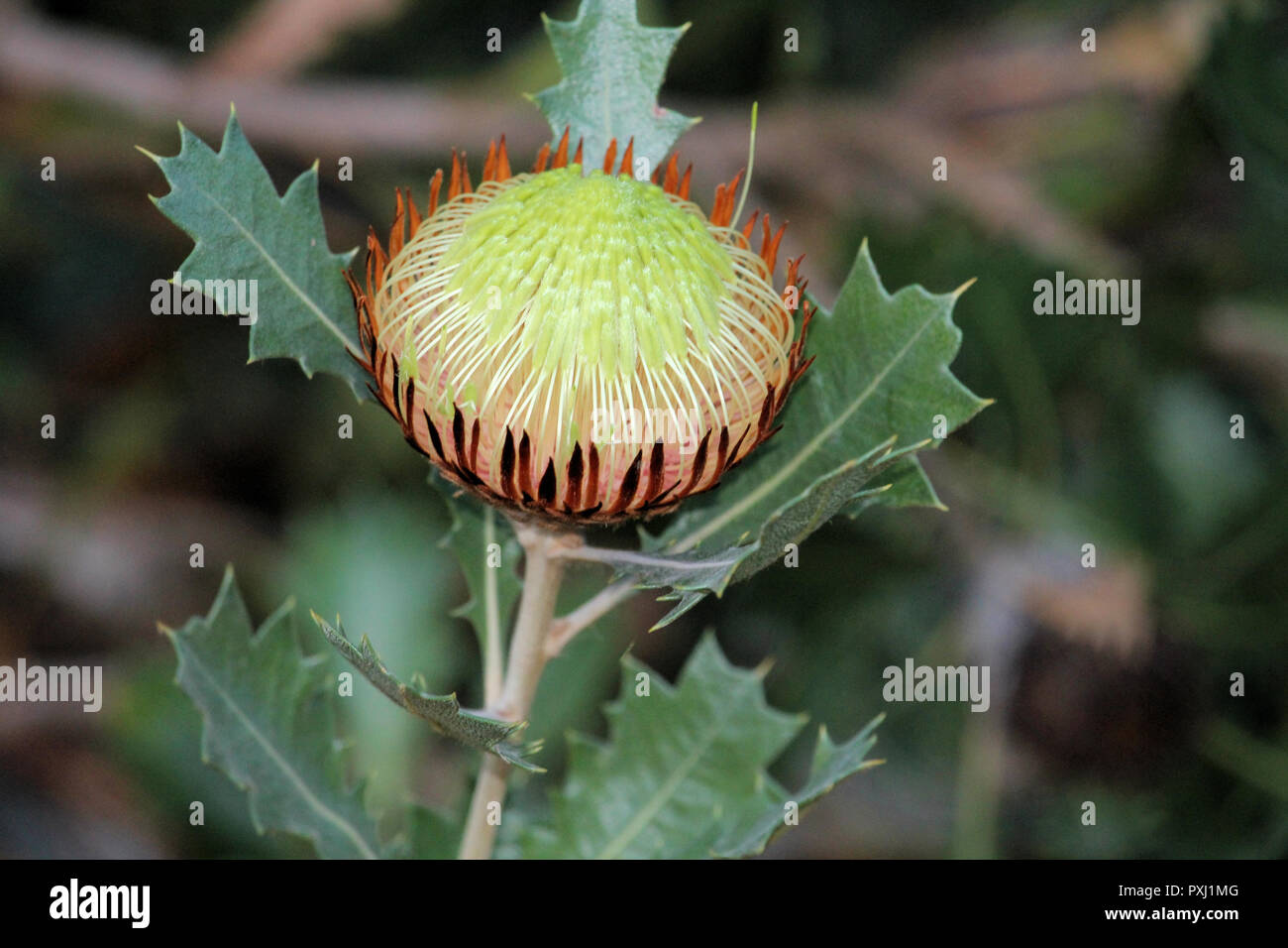 Dryandra quercifolia hi-res stock photography and images - Alamy
