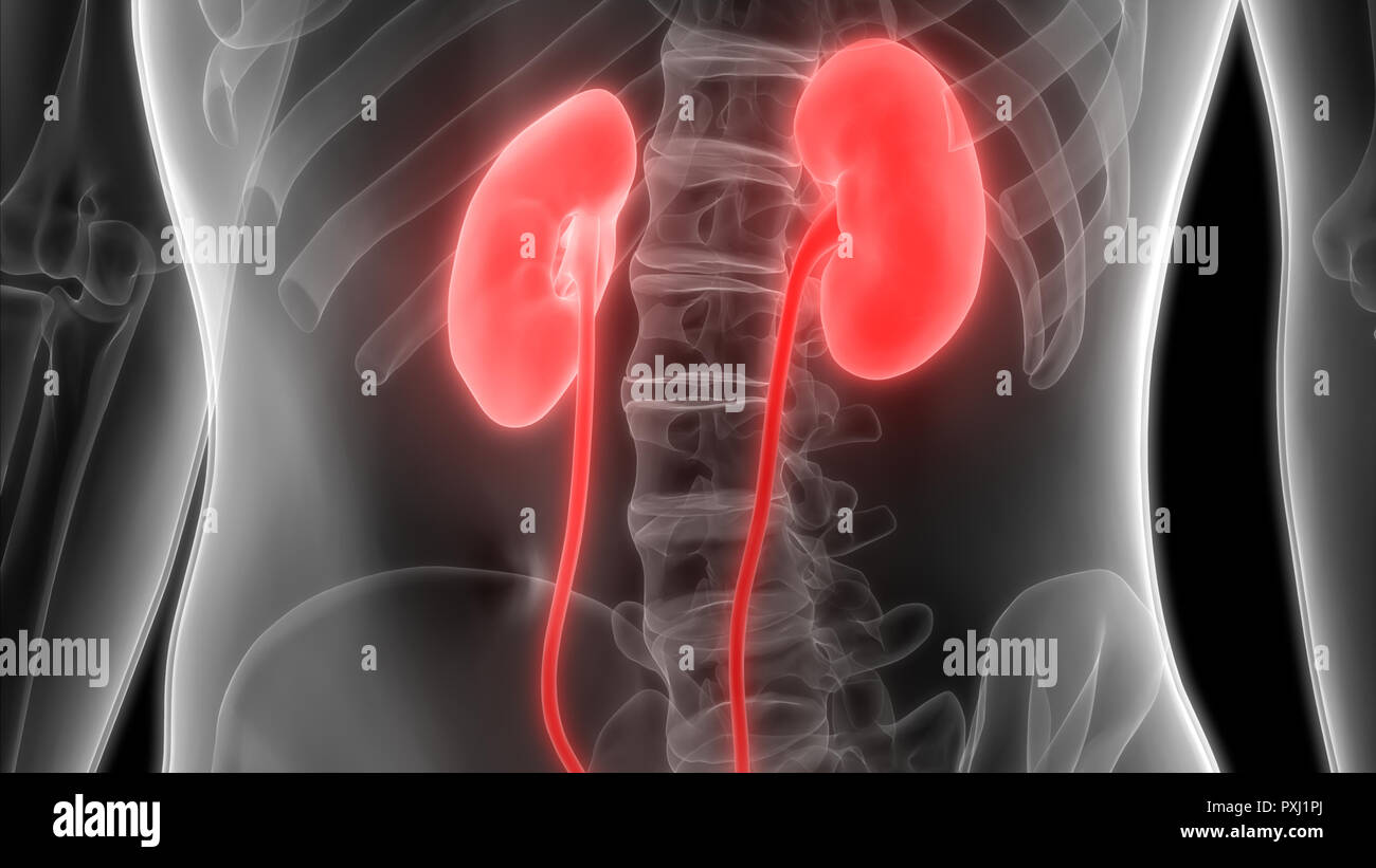 Human Urinary System Kidneys with Bladder Anatomy Stock Photo - Alamy