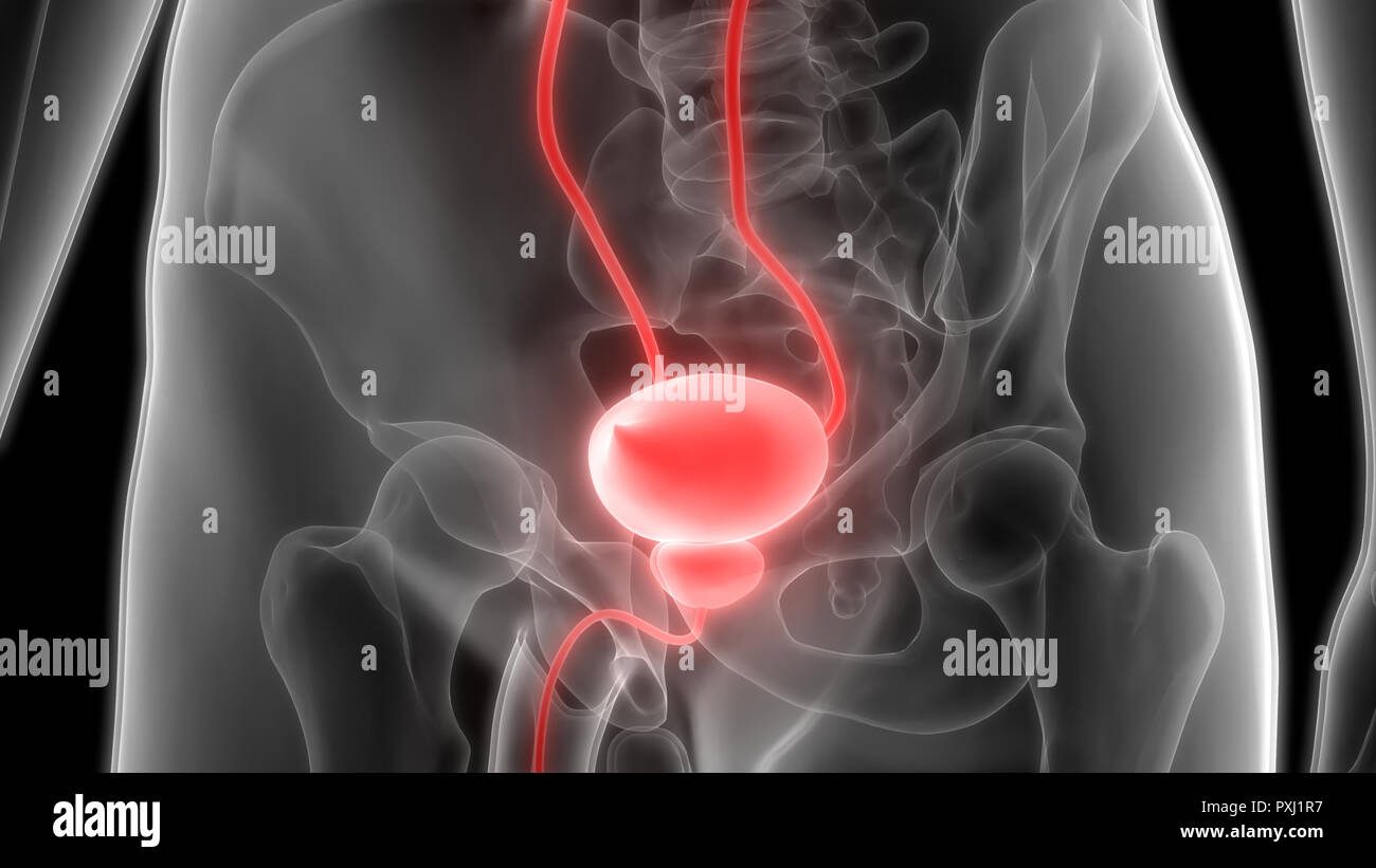 Human Urinary System Kidneys with Bladder Anatomy Stock Photo - Alamy