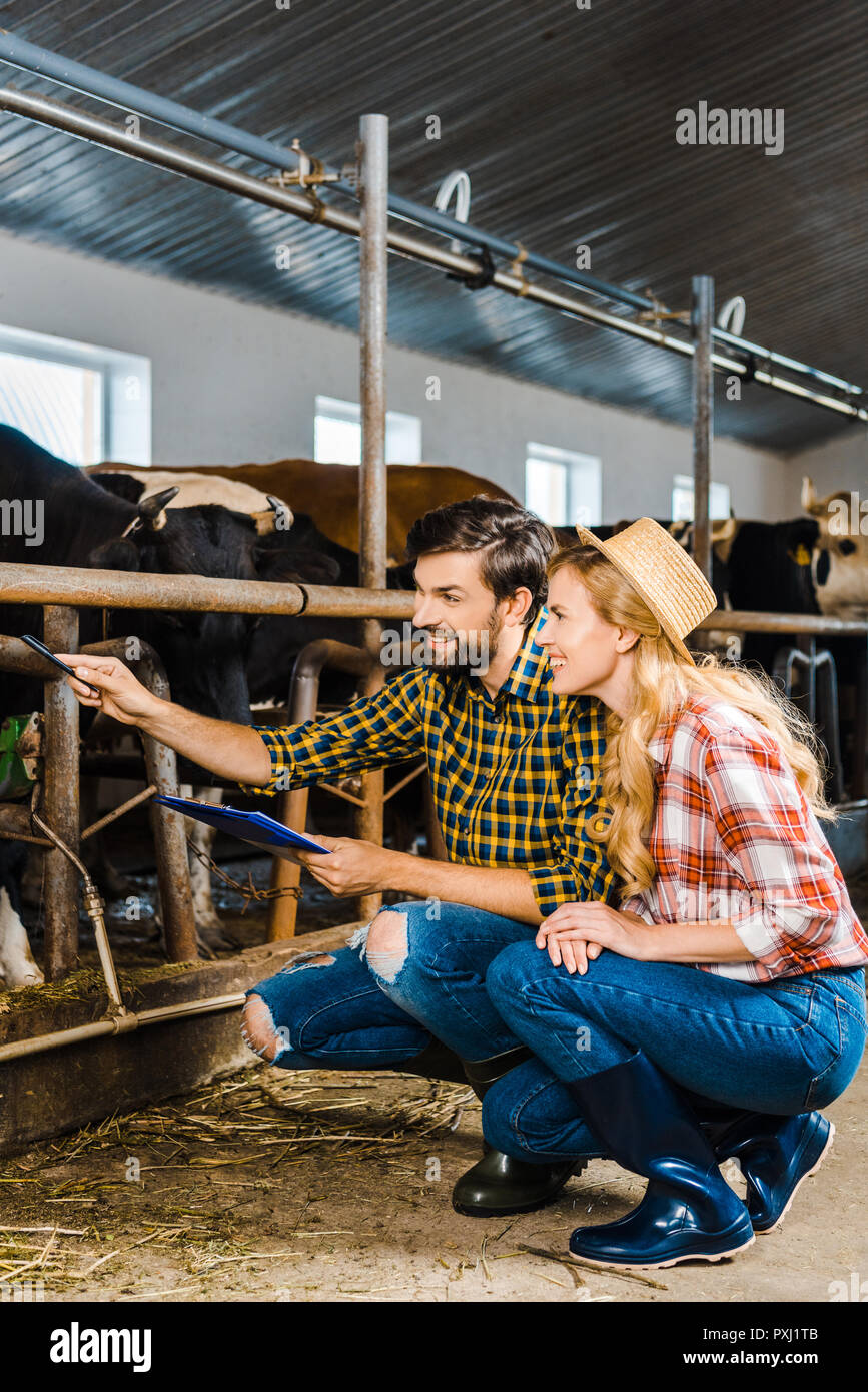 Checking cattle hi-res stock photography and images - Alamy