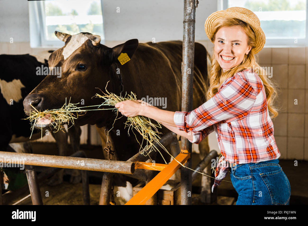 Female farmer feeding cows hi-res stock photography and images - Alamy
