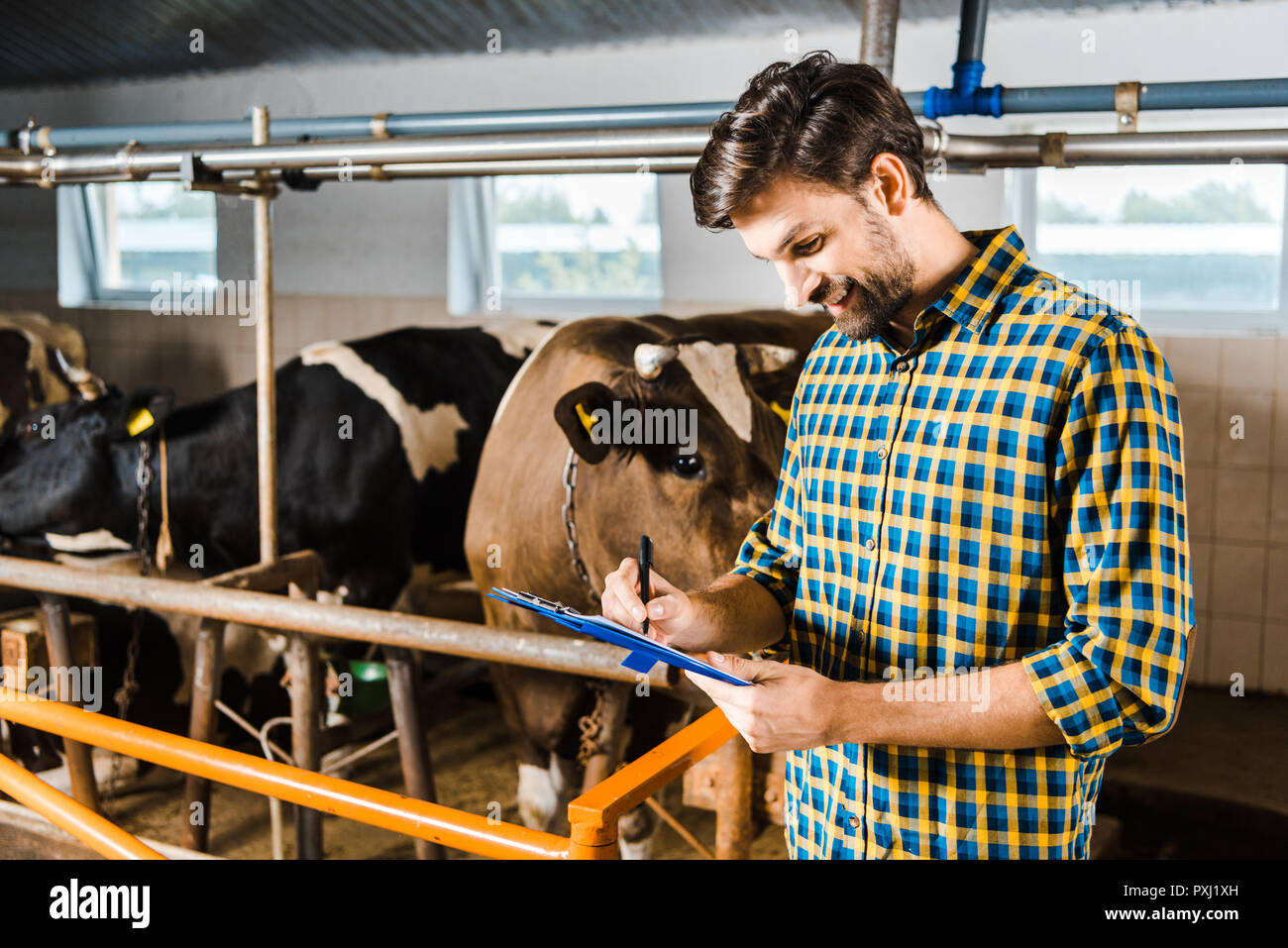 Farmer checking cattle hi-res stock photography and images - Alamy