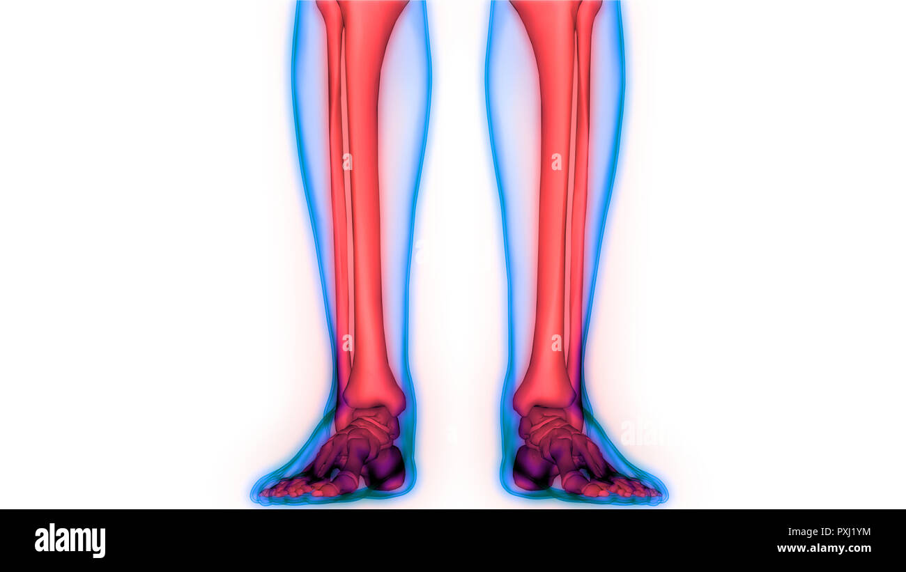 Human Skeleton System Anatomy Stock Photo - Alamy