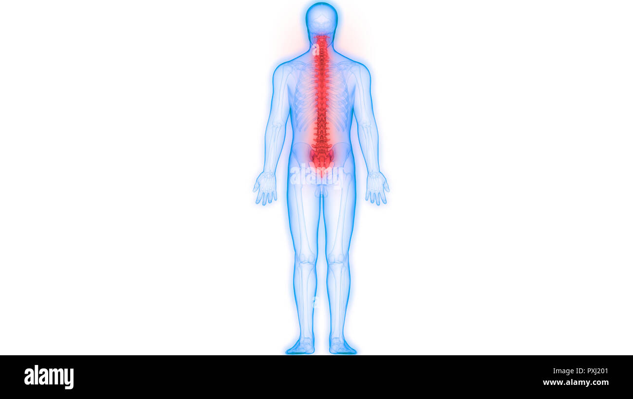Human Skeleton System Vertebral Column Anatomy Stock Photo - Alamy