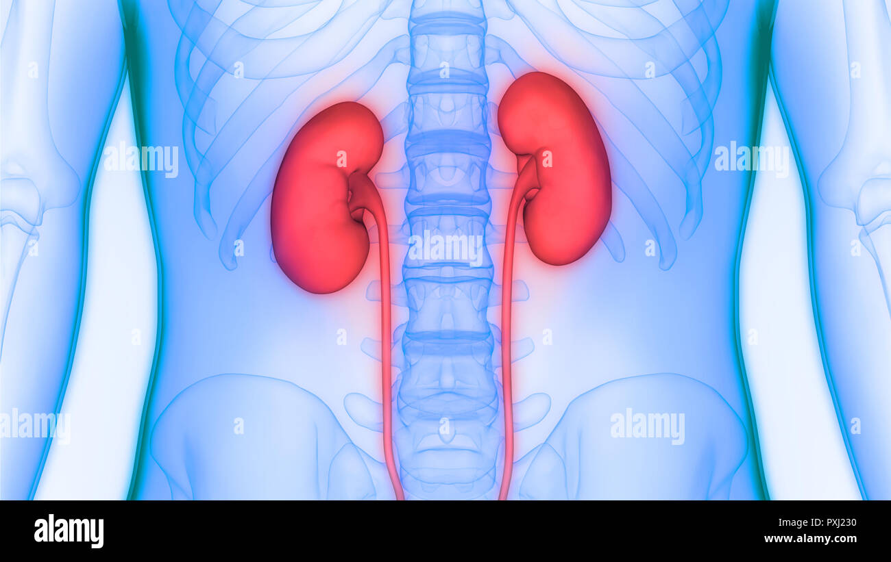 Human Urinary System Kidneys with Bladder Anatomy Stock Photo - Alamy