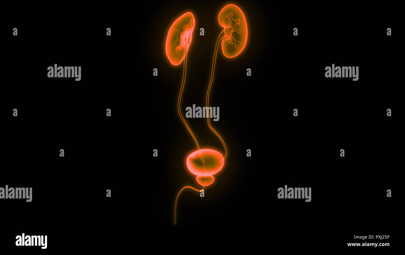 Human Urinary System Kidneys with Bladder Anatomy Stock Photo - Alamy