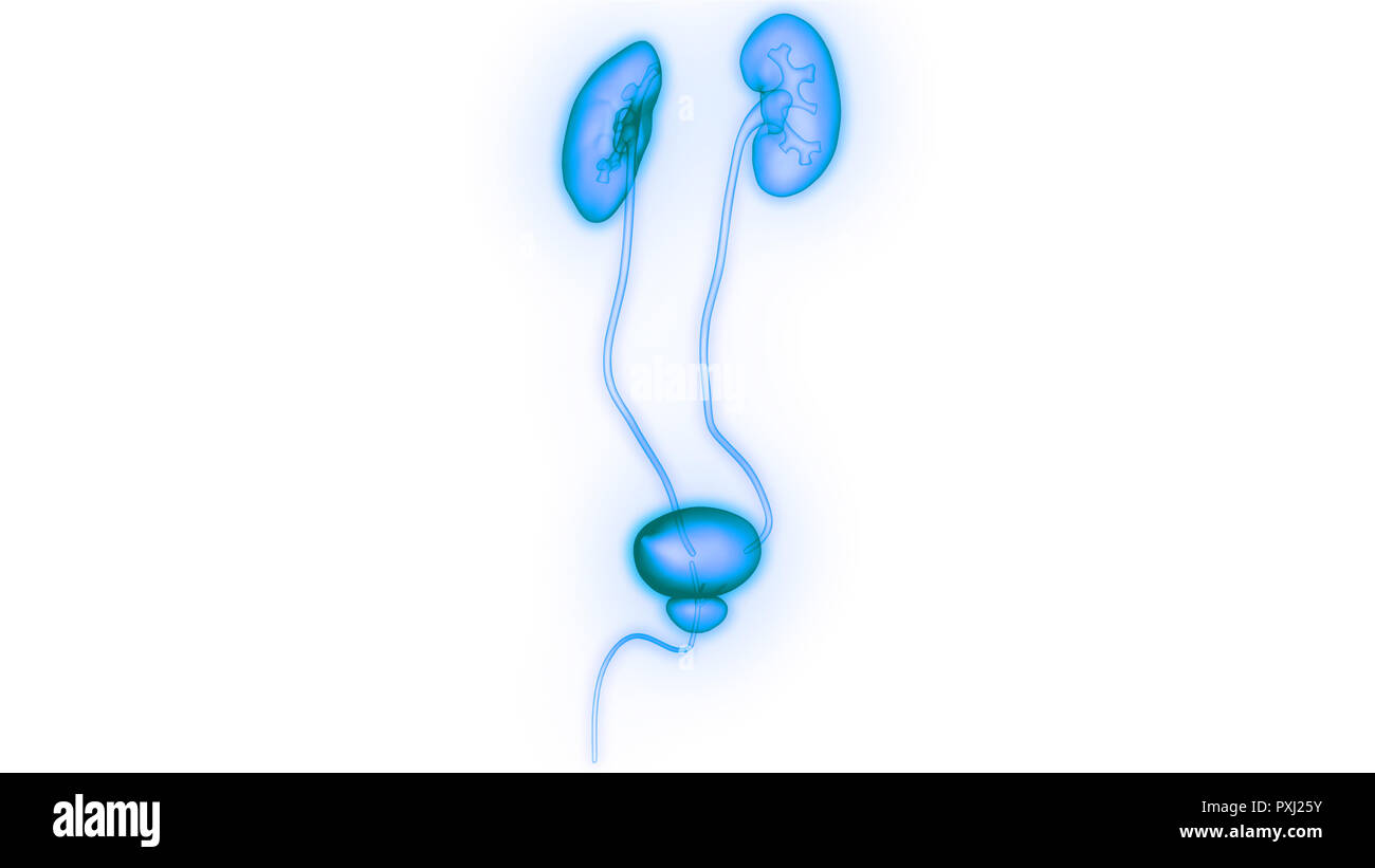 Human Urinary System Kidneys with Bladder Anatomy Stock Photo - Alamy