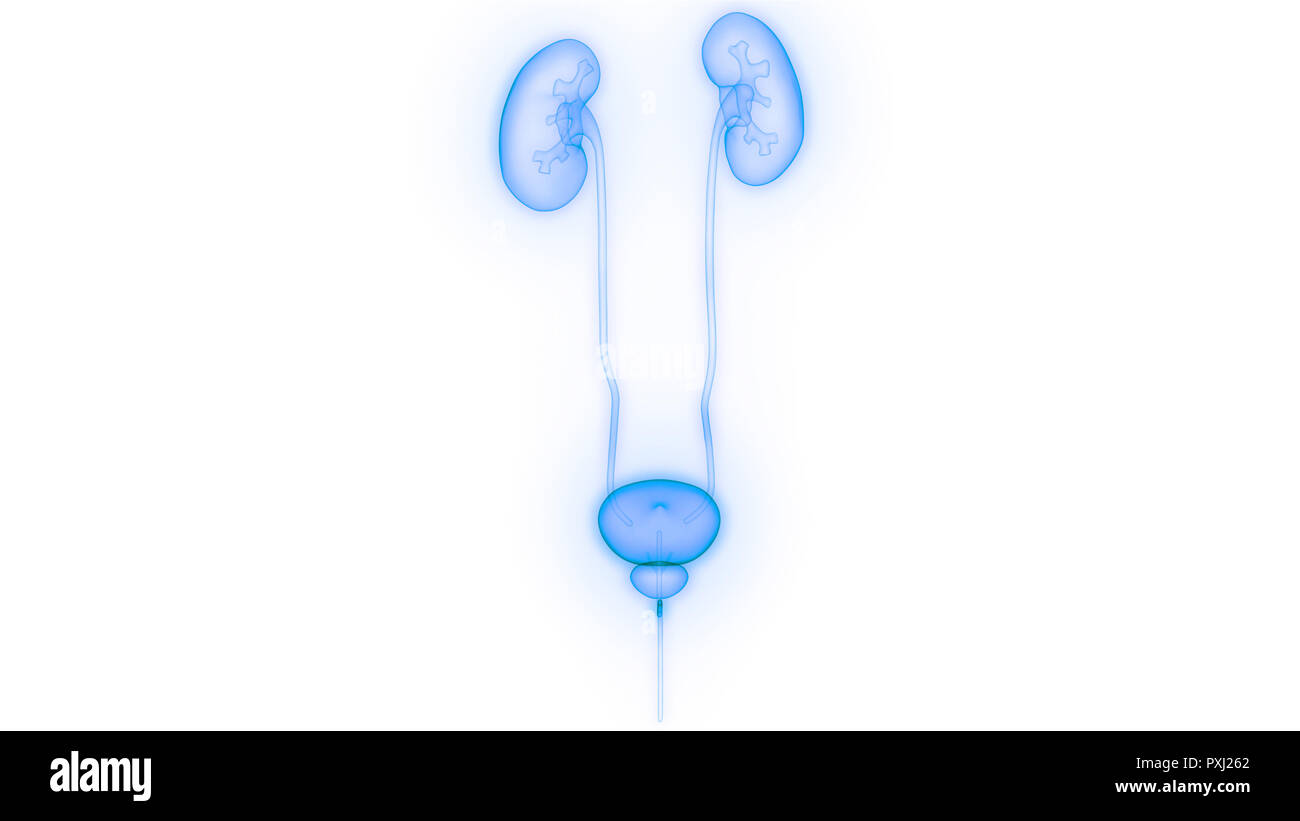 Human Urinary System Kidneys with Bladder Anatomy Stock Photo - Alamy