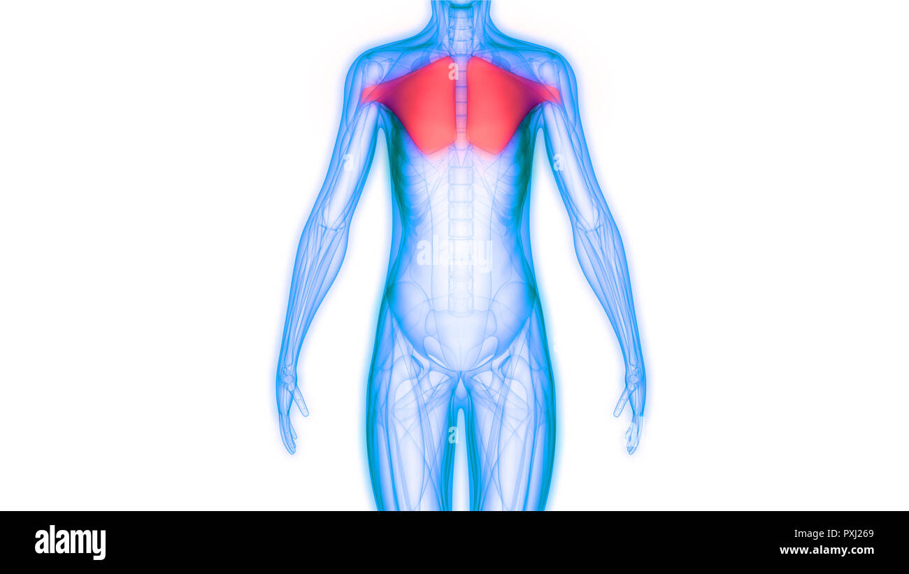 Human Body Muscles Anatomy Stock Photo - Alamy