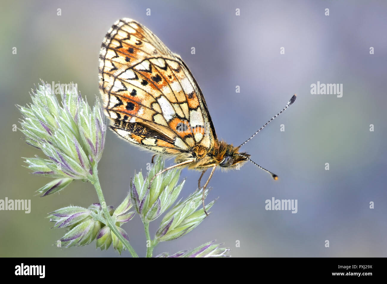 Small pearl-bordered fritillary (Boloria selene), called the silver ...